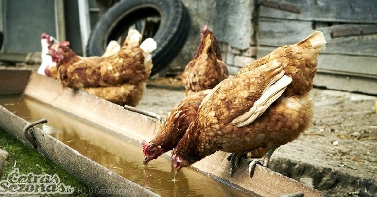 Kas bija pirmais – vista vai ola? Interesanti fakti