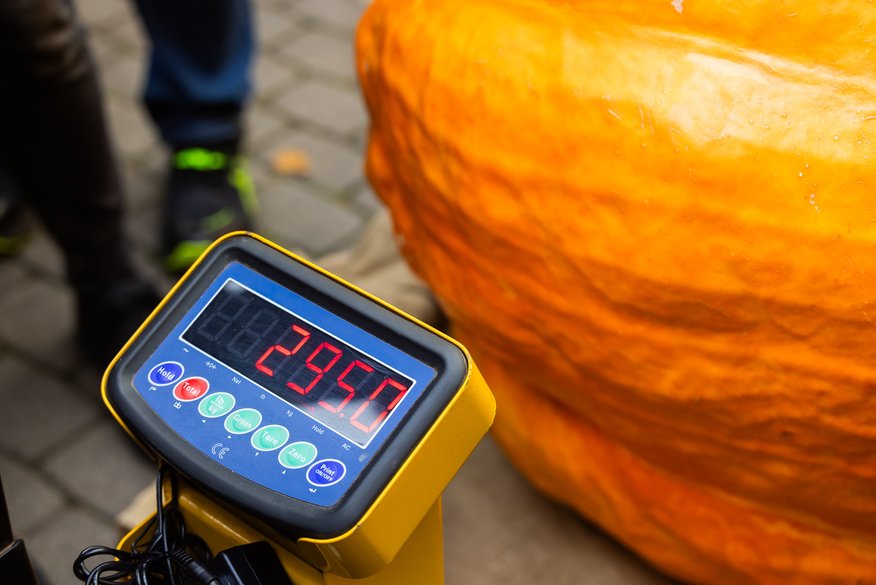 Foto: Noskaidrots šī gada Latvijas lielākais ķirbis – 295 kilogramus ...
