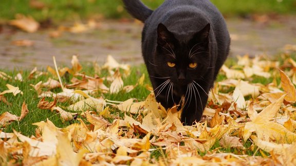 เย็ดอนิเมะโป้