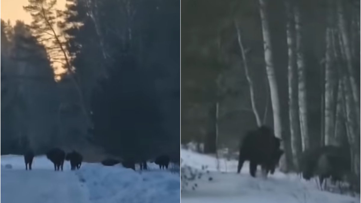 "Šādas "stirniņas" Rucavas pusē" – kāda sieviete Kurzemē kļūst par ...