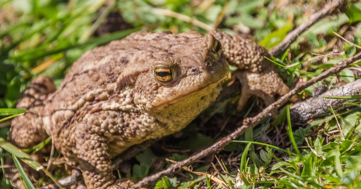 "Misija – Krupis" aicina pieteikties brīvprātīgos krupju glābējus
