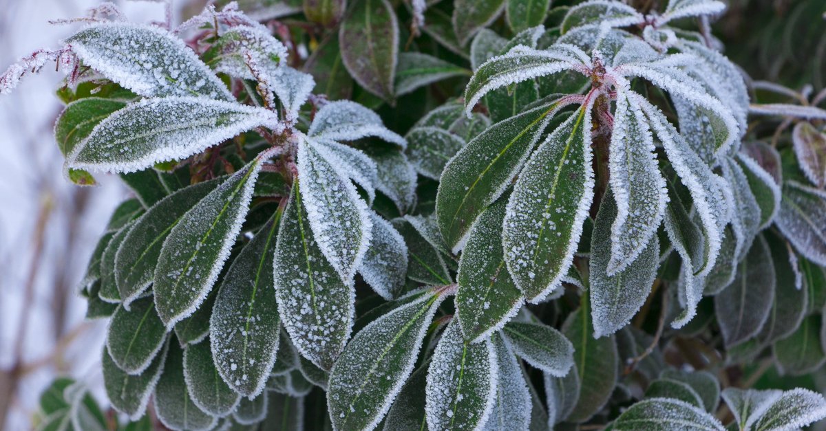 Rūpes rudenī, atlīdzība pavasarī – rododendru ieziemošana