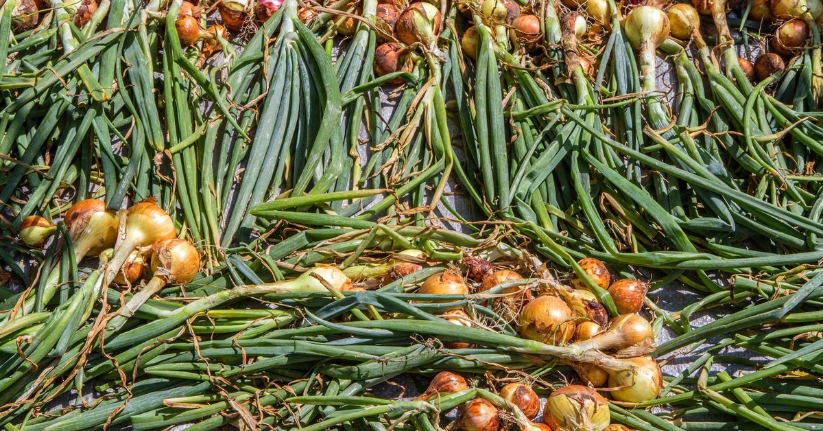 Kā pareizi novākt sīpolu ražu