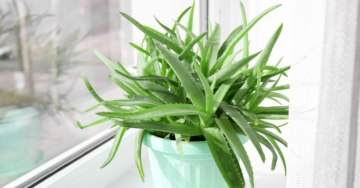 Trīs galvenie noteikumi, lai alveja mājoklī justos labi