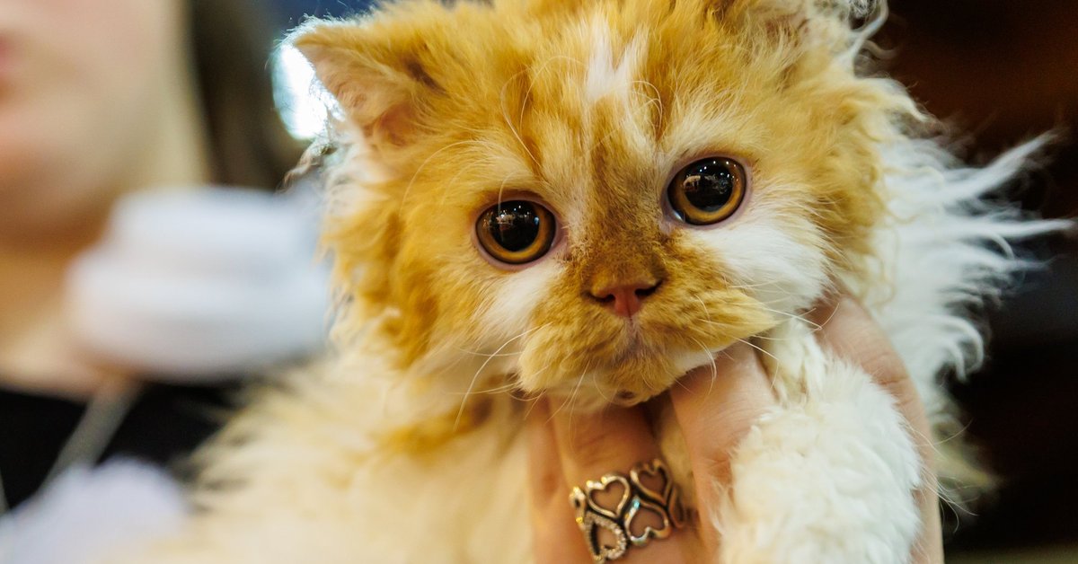 Suņi, kaķi un pat zirnekļi pavasara pūkainākajā izstādē 'PetExpo 2023'