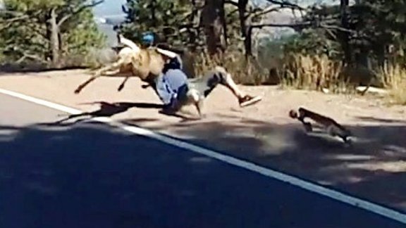 Skeitbordists lielā ātrumā saduras ar briedi