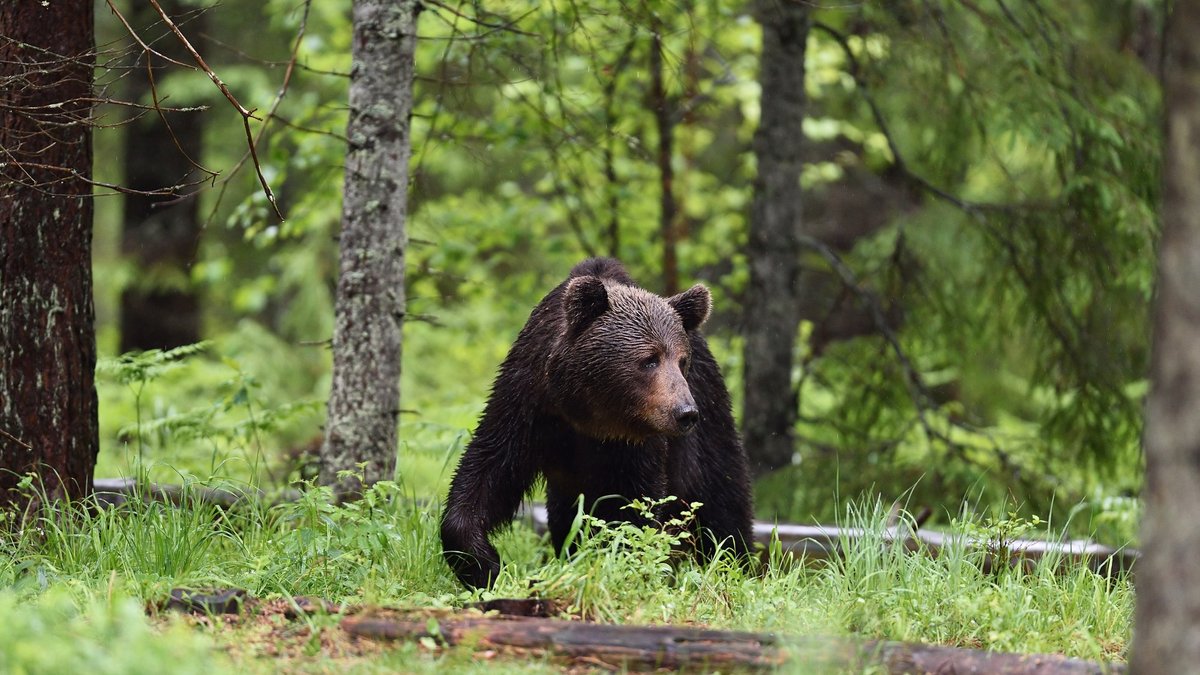 "Это сенсация!" В лесах Талсинского края впервые зафиксирован бурый медведь