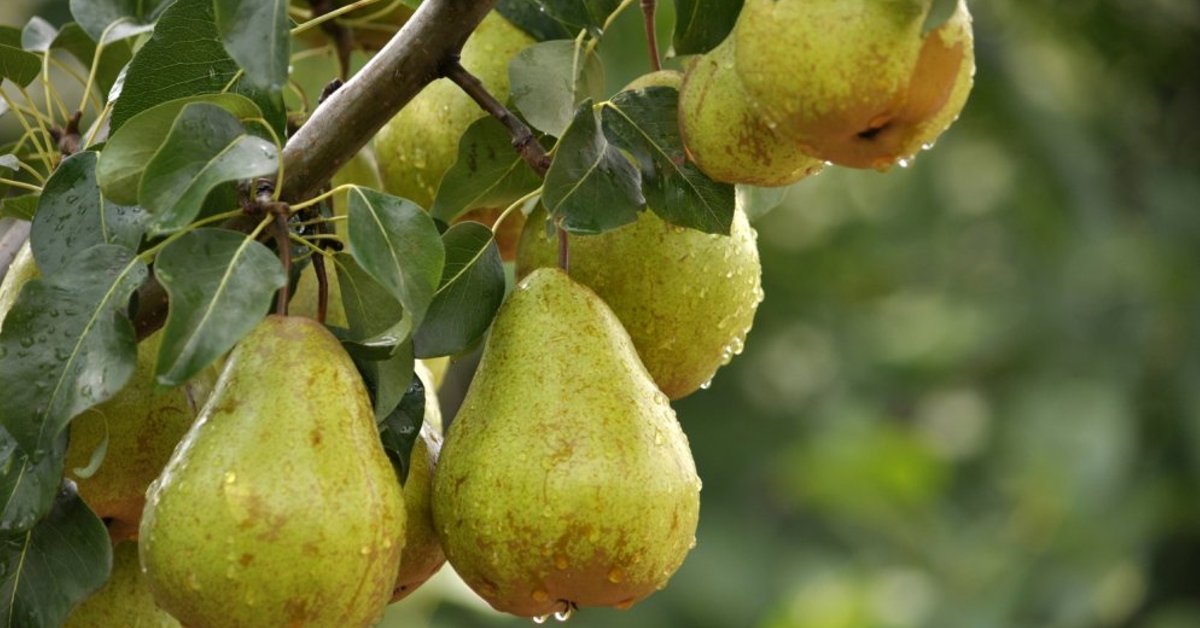 Bumbieri manā dārzā. Kuras šķirnes labākās, un kā lolot brangu ražu?