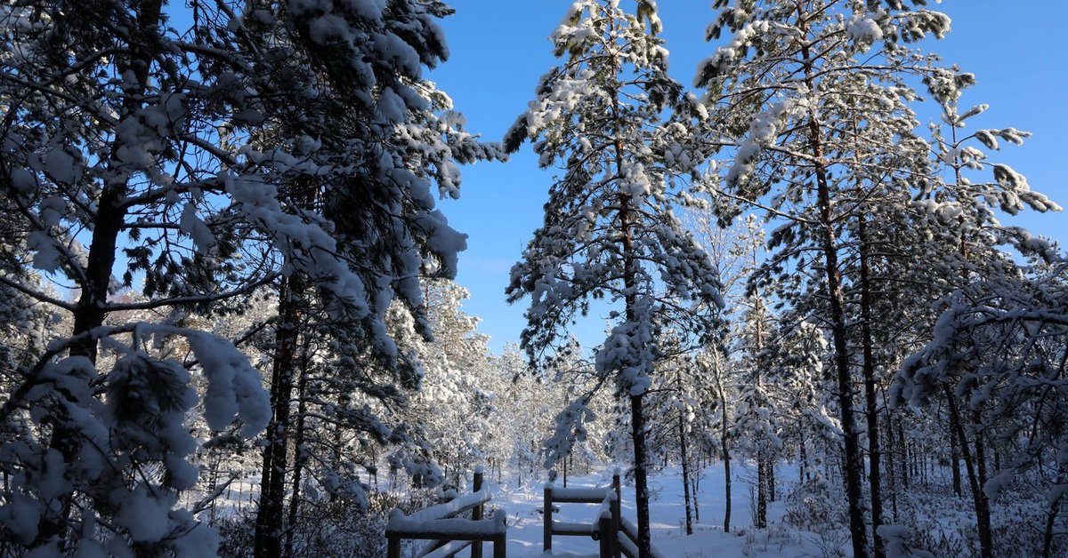 Foto: Raganu purva Sēra dīķu taka – vieta netraucētai pastaigai