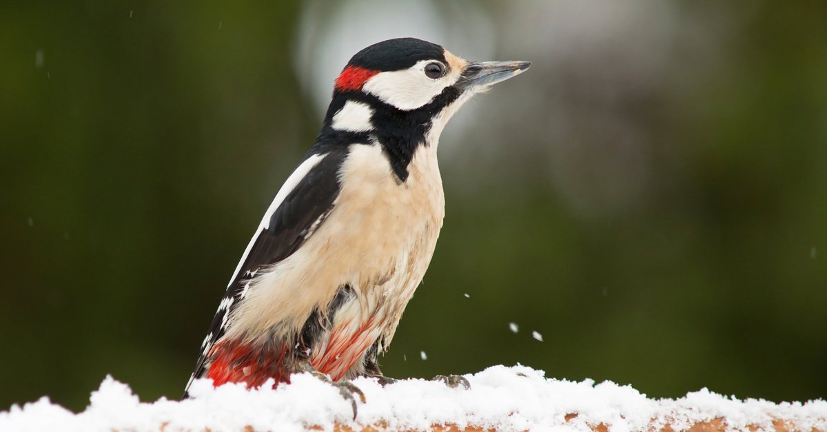 2016. gada putns - dižraibais dzenis