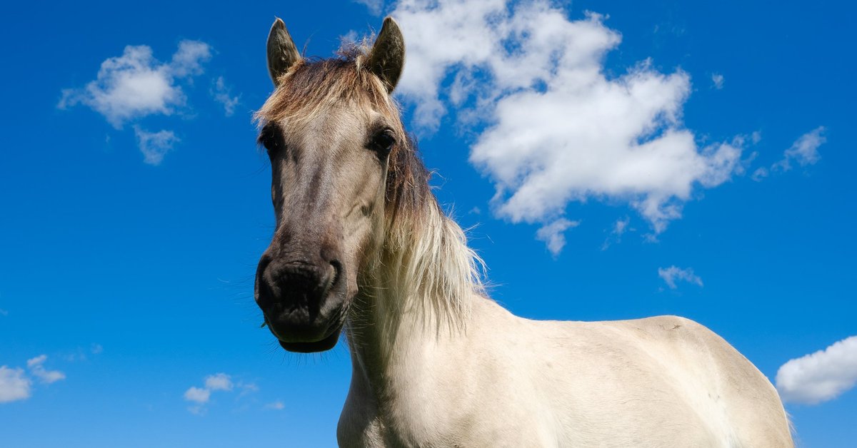 "Zirgi ziemā netiks izlikti nosalšanai" – kas notiks ar Kleistu sporta ...