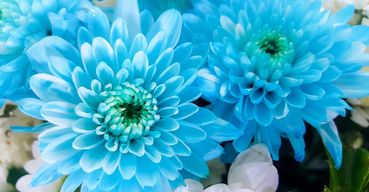 No balta par zilu: kā nokrāsot citā krāsā grieztos ziedus