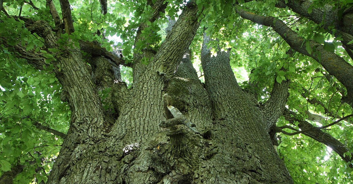 Senču ozoli, gobas un priedes – dižkoki Latvijā, kur smelties spēku