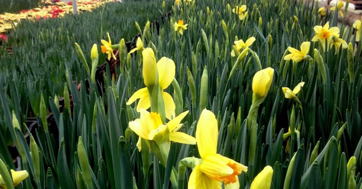 Valentīndienā 'Kliģēnos' krāšņi zied tulpes un narcises