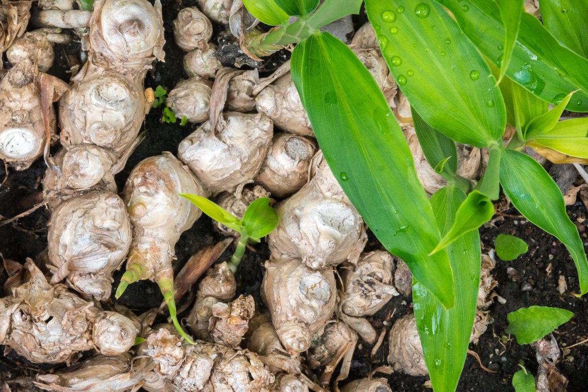 Veselības uzmundrinātājs ingvers – kā tas aug, pirms nonāk veikalu plauktos
