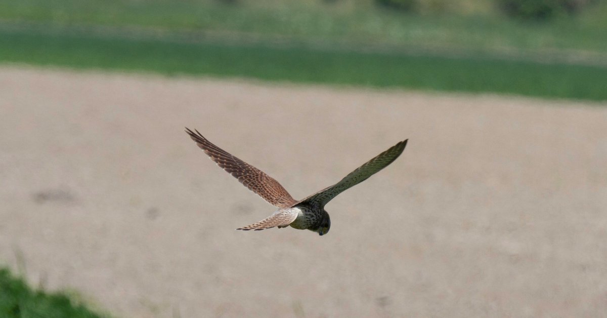 Grīziņkalnā vārnu un grauzēju visatļautību savalda vistu vanagi