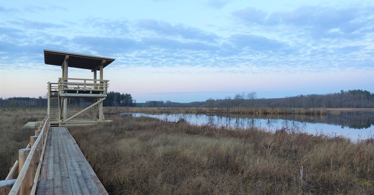 Jauna pastaigu taka Latvijā: izbaudi Pelēču ezera purva dabas ainavas