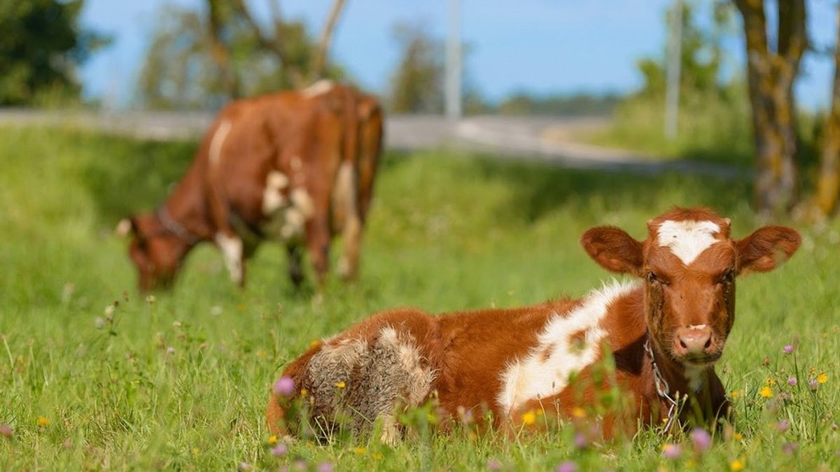 Ceturtdien gaiss iesils līdz +29 grādiem; debesis klās mākoņi, taču ...