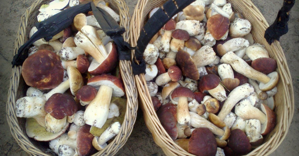 Gailenes un baravikas: parādi portālam 'Delfi' savu sēņu lomu!