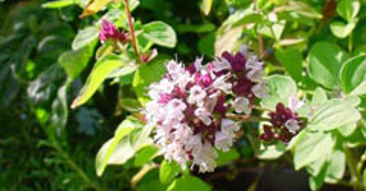 Raudene jeb oregano - zāles garšvielu plauktiņā