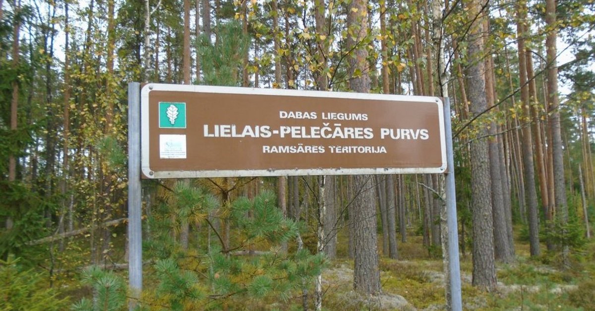 Lielais Pelečāres purvs – vieta rudens krāšņuma un gājputnu vērošanai