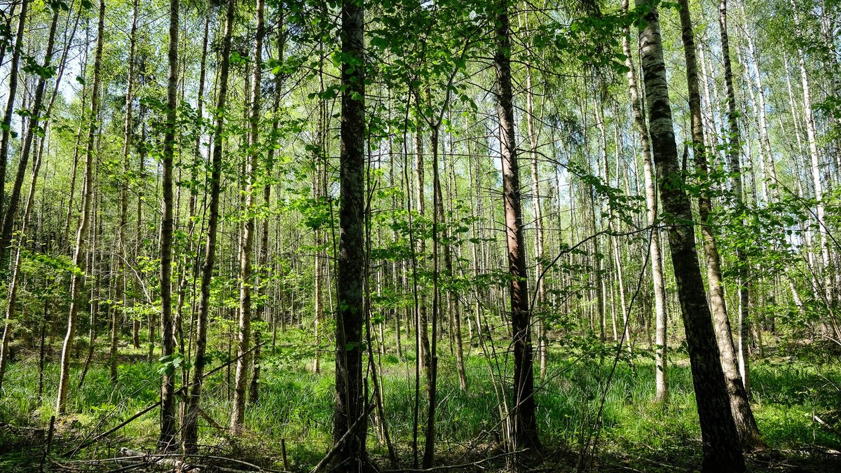 Rīgā, Kleistu apkaimē, izglābts dienas vidū mežā apmaldījies cilvēks