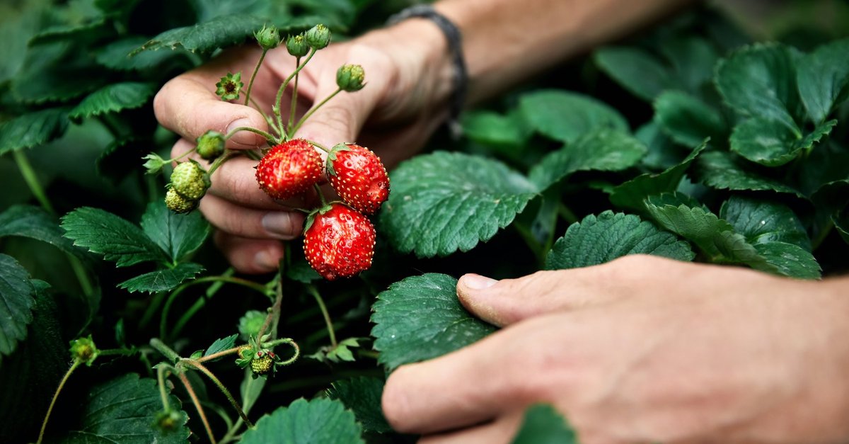 Zemeņu laiks ir sācies! 23 saimniecības, kur var braukt vākt ogas