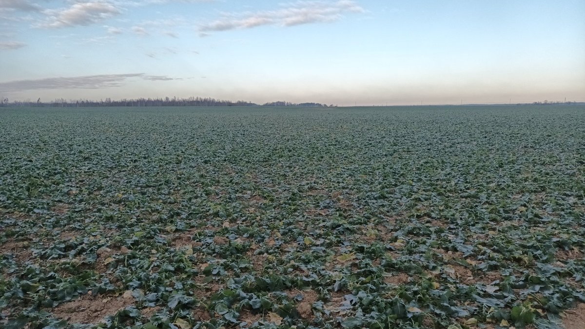 Noskaties: Saimnieki satraukti par sen nepieredzēta kailsala postu