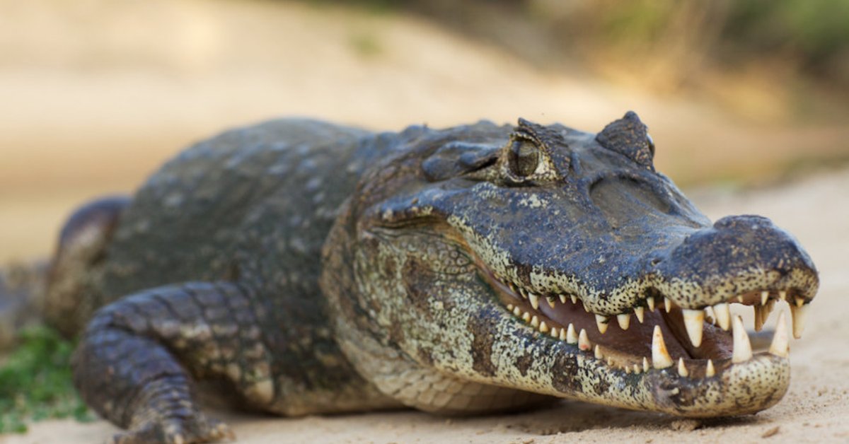 Ceļojums uz Brazīliju: kā noķert piranju, tarantulu un kaimanu
