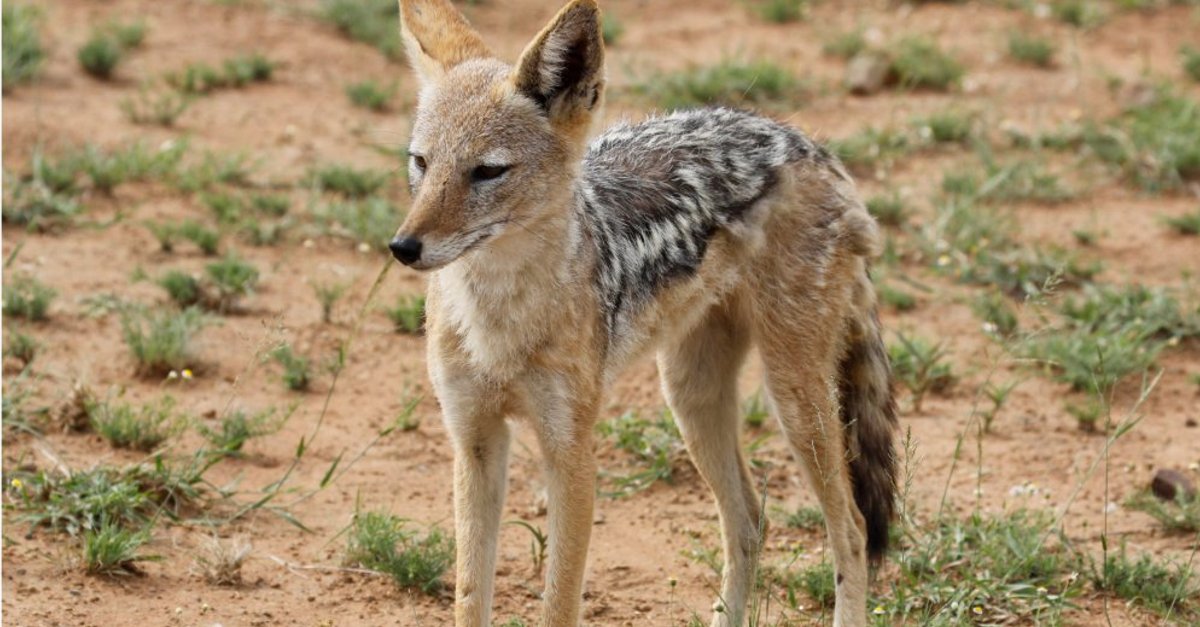Pētnieks: šakāļu parādīšanās Latvijā ir dabisks process