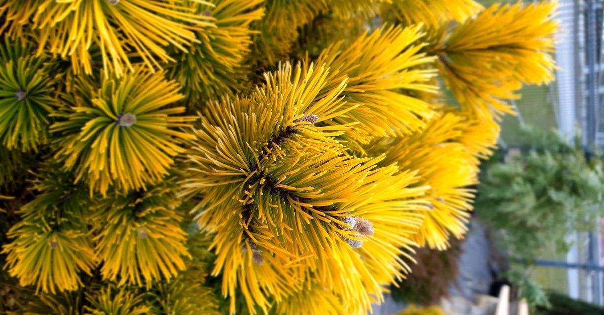 Neparasts dārza akcents – kompaktās kalnu un melnās priedes