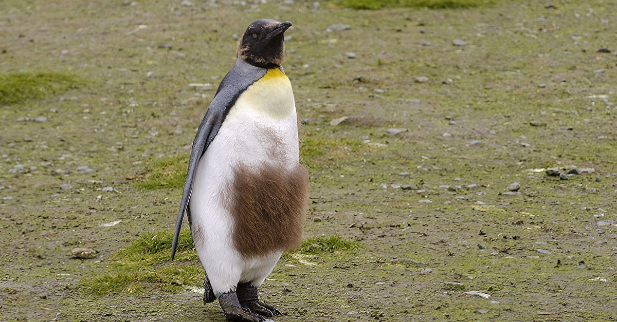 Foto: Jauki pingvīni ar dīvainiem spalvu kušķiem