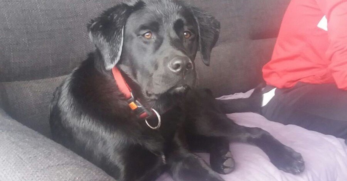 Pie Slokas karjera pazudis melns labradors Lords; saimnieki lūdz ...