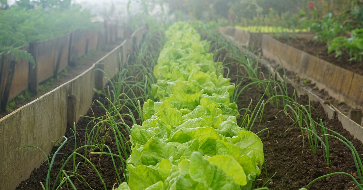 Laputis apsēdušas salātlapas! Kā paša spēkiem cīnīties ar sīkajiem ...