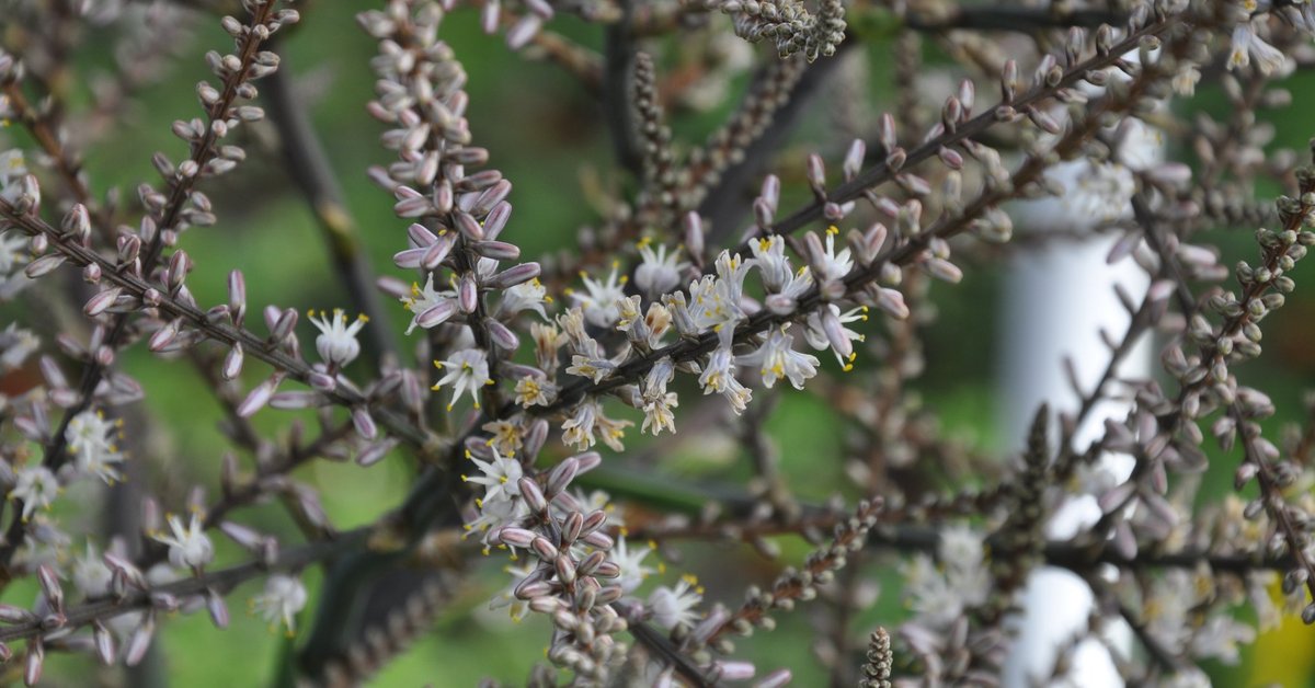 Daba mostas – pirmās pavasara vēsmas Salaspils botāniskajā dārzā