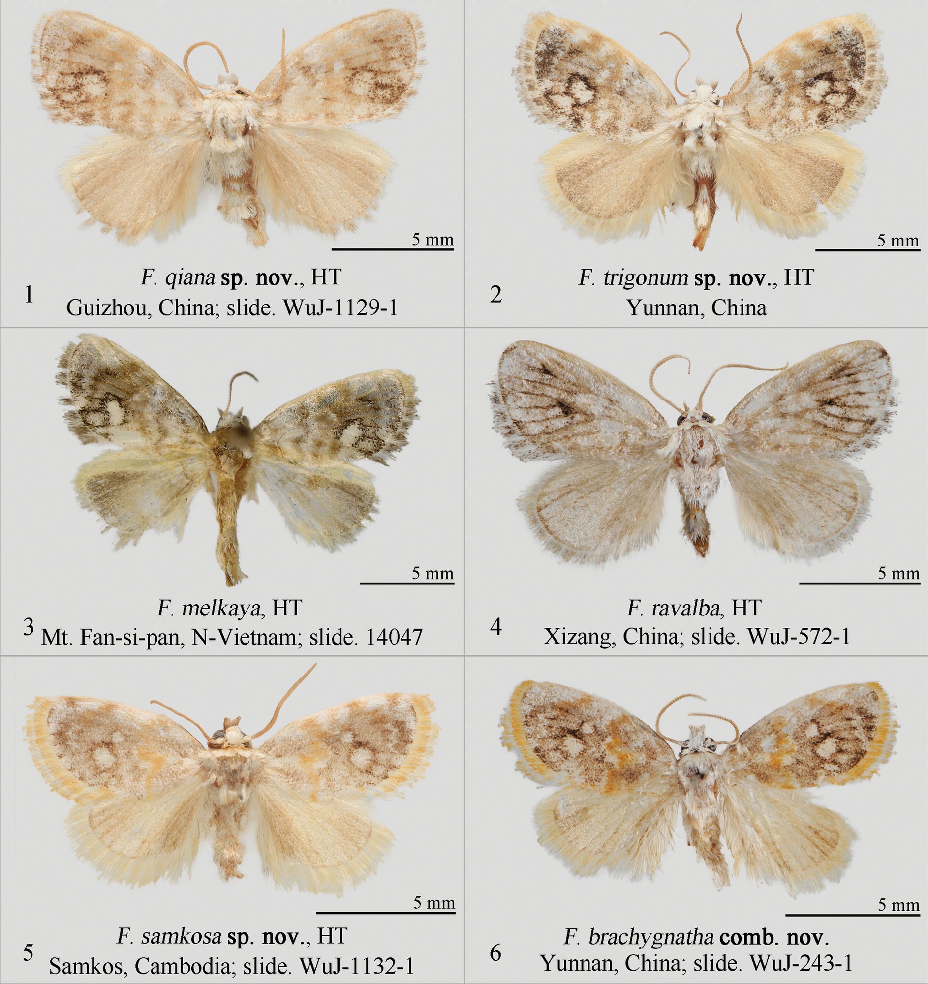 Что за "фигня"? Энтомолог из России открыл новый вид бабочек и назвал ...