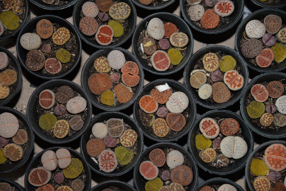 Litopši – akmeņiem līdzīgi augi, kas pārsteidz ar krāšņiem ziediem