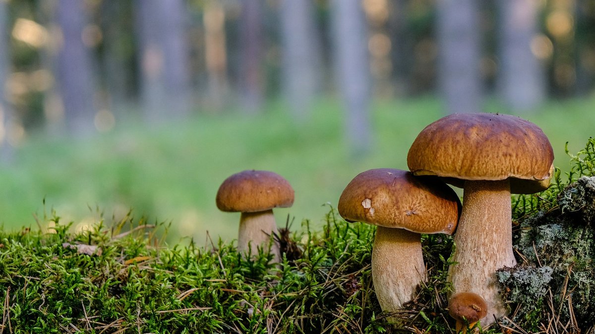 Vēl tikai maijs, bet sēnes jau klāt. Kur un kāpēc tās parādās tik agri?
