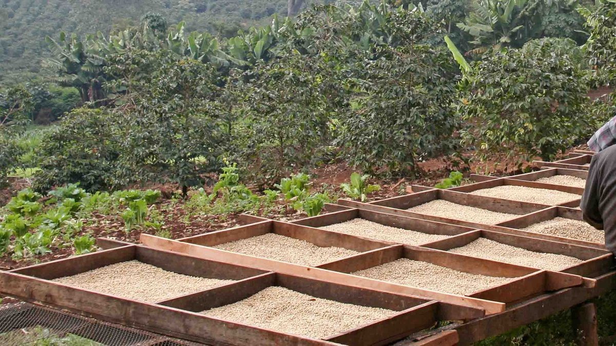 "Nescafé" jau ir pārspējis 2025. gadam izvirzītos reģeneratīvās ...