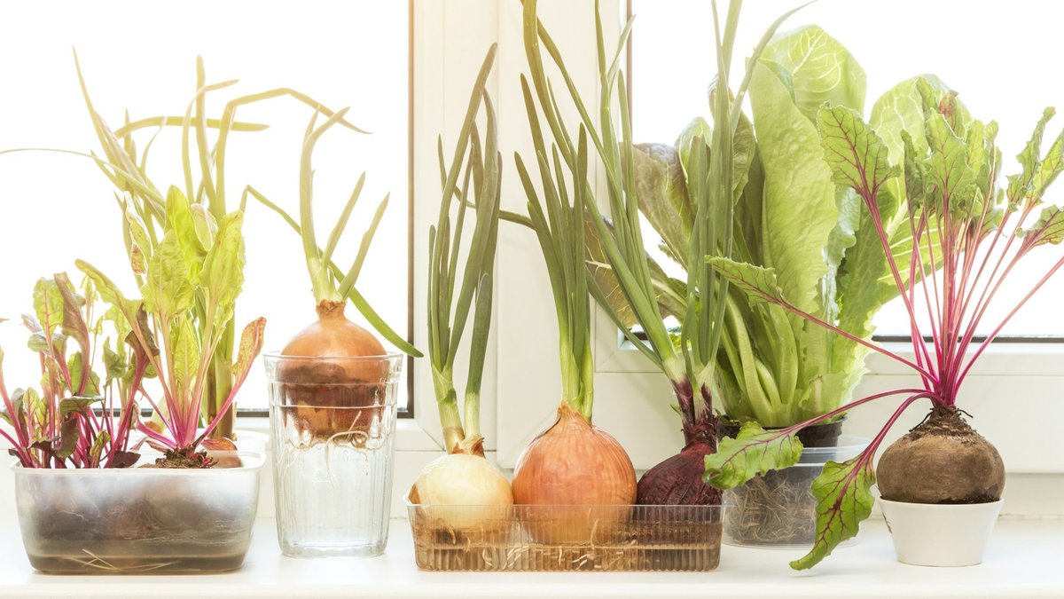 Kressalāti, sīpolloki un garšaugi – kā izaudzēt zaļumus uz palodzes?