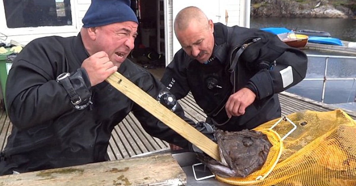 Video: Ko darīt, ja rokā iekož jūras velns