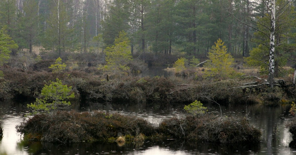 WWF direktors: saimnieciskajai darbībai purvos joprojām trūkst regulējuma