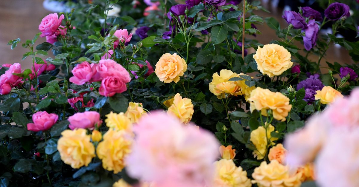Foto: Dabas muzeju krāšņo simts dažādu šķirņu rozes