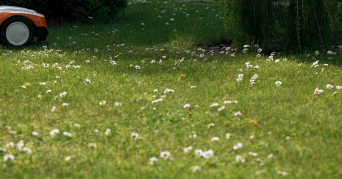 Kā kurmju rakumi un sakrituši augļi ietekmē zāles pļāvēju robotu ...