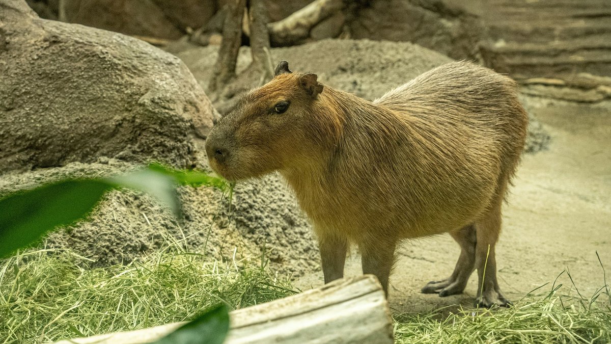 Svētdien debesis pakāpeniski skaidrosies, dažviet īslaicīgi līs
