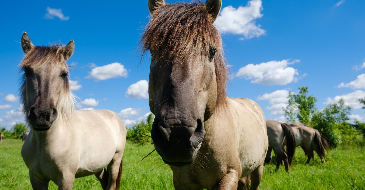 Foto stāsts: Kā Jelgavas pils salā dzīvo majestātiskie savvaļas zirgi