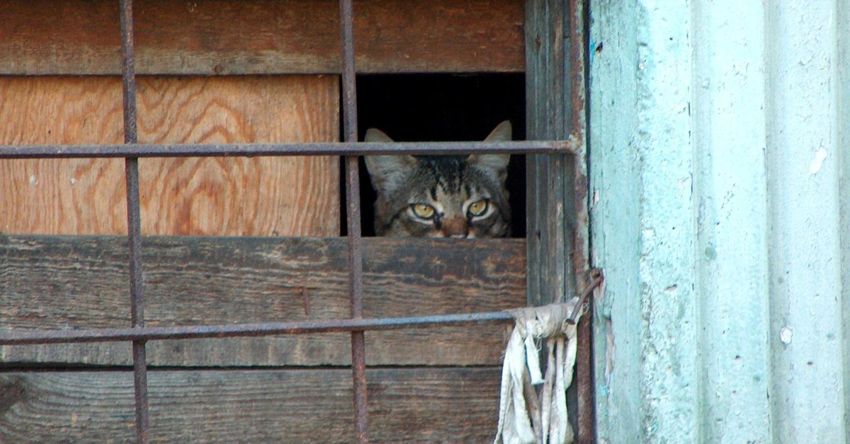 'Esam nelabā situācijā' – Rīga sāks atjaunot patvertnes apdraudējuma ...