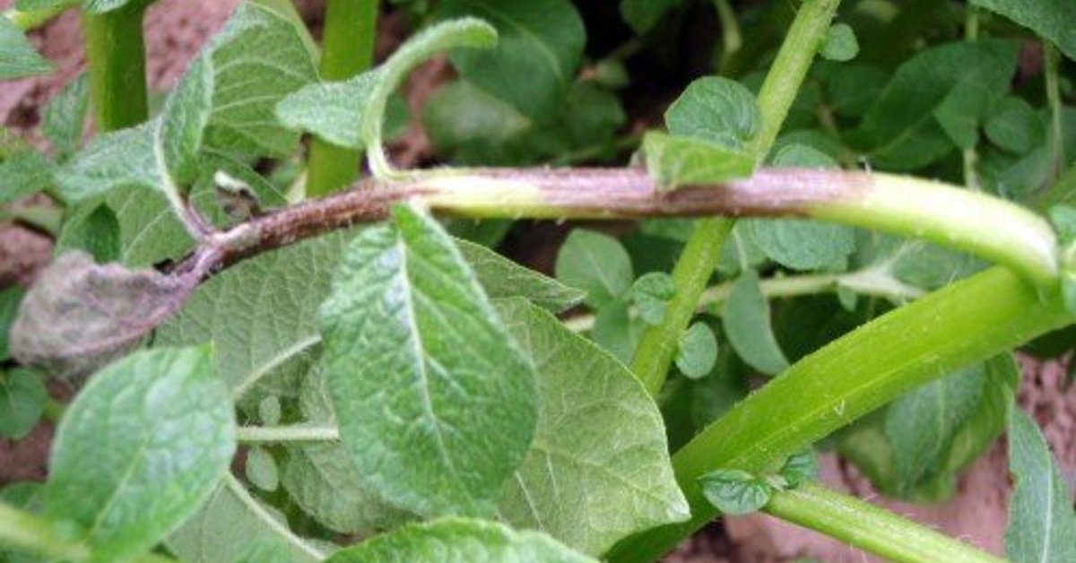 Pieskatiet kartupeļu stādījumus, parādās laputis un lakstu puve