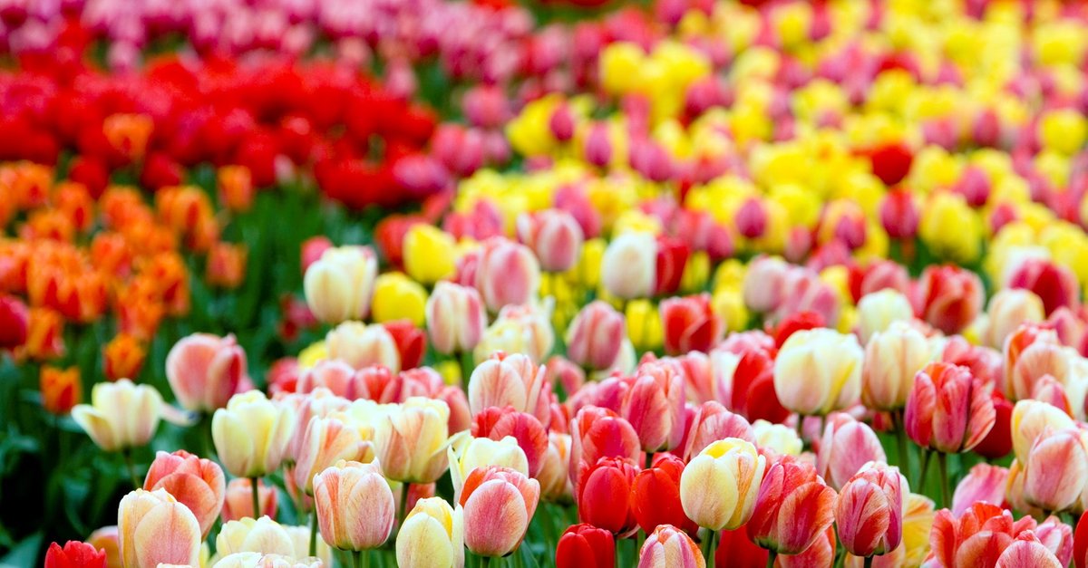 Bauskas pils 'Tulpju dzīrēs' izstādītas 100 dažādas tulpes