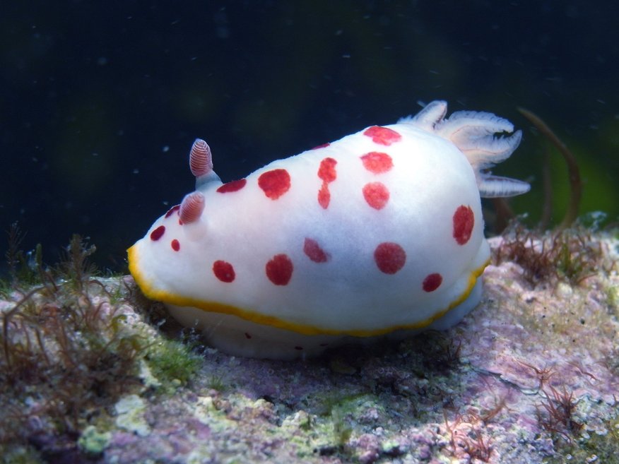 Foto: Spuraini drakoni, miniatūras aitiņas un pūkaini zaķīši jūras ...